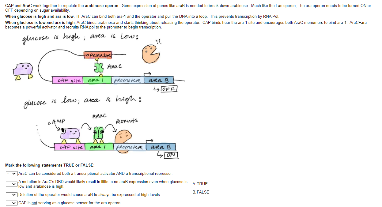 Solved CAP and AraC work together to regulate the arabinose | Chegg.com