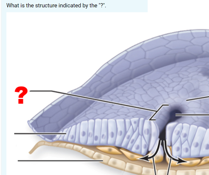 Solved a. primitive streak b. primitive pit c. oropharyngeal | Chegg.com