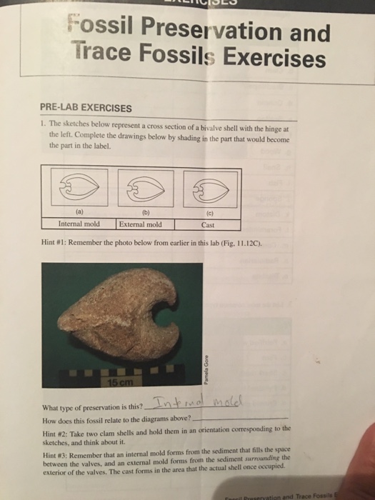 Solved Fossil Preservation and Trace Fossils Exercises | Chegg.com Solved Fossil Preservation and Trace Fossils Exercises | Chegg.com