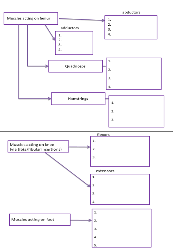 Solved flexors 1. Muscles acting on knee (via | Chegg.com