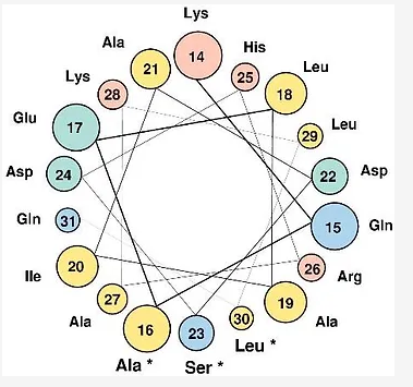 Solved What is the AA sequence of the segment represented by | Chegg.com