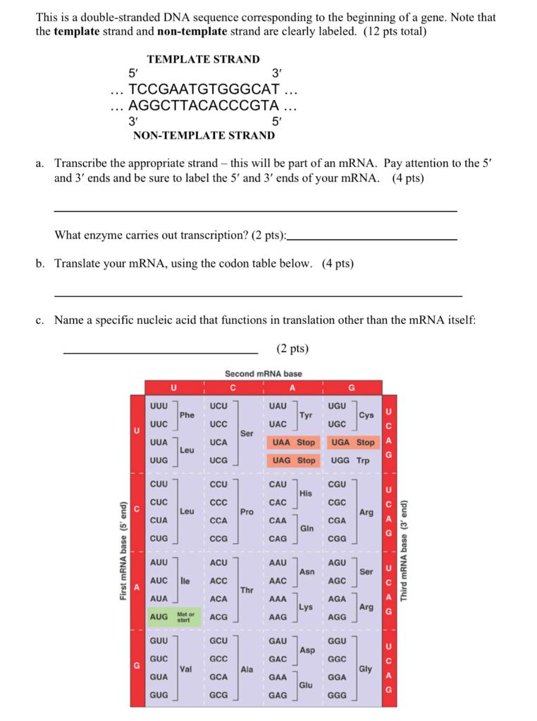 Solved This is a double-stranded DNA sequence corresponding | Chegg.com