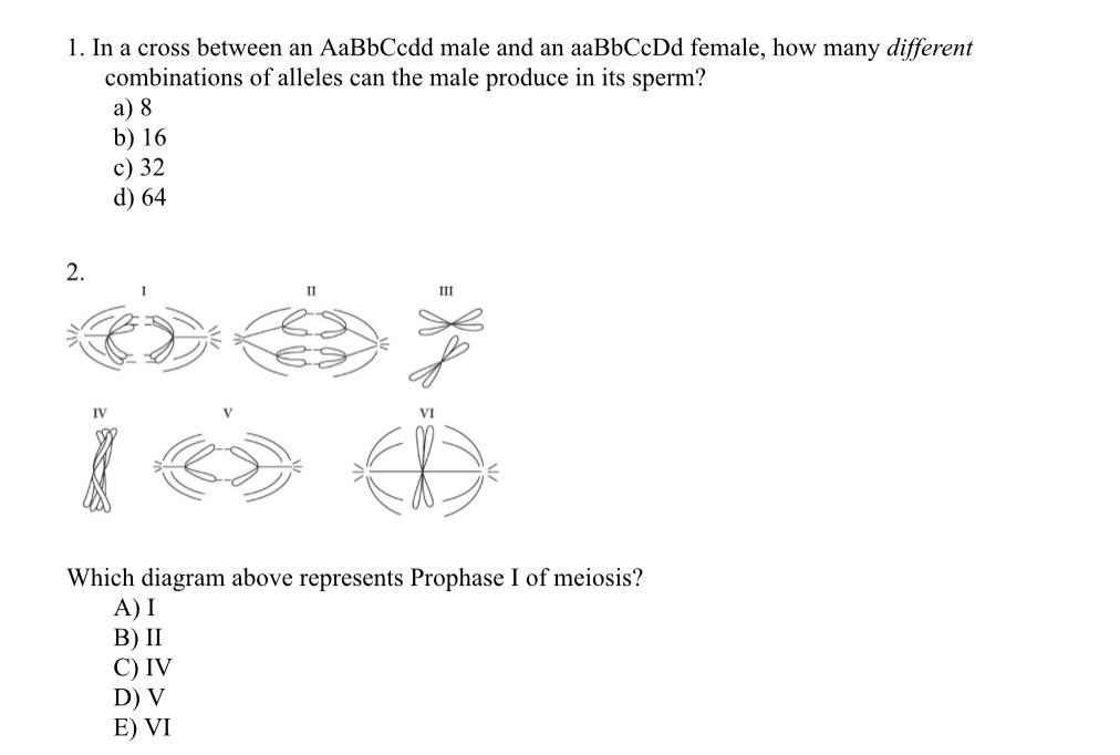 Solved 1. In a cross between an AaBbCcdd male and an | Chegg.com