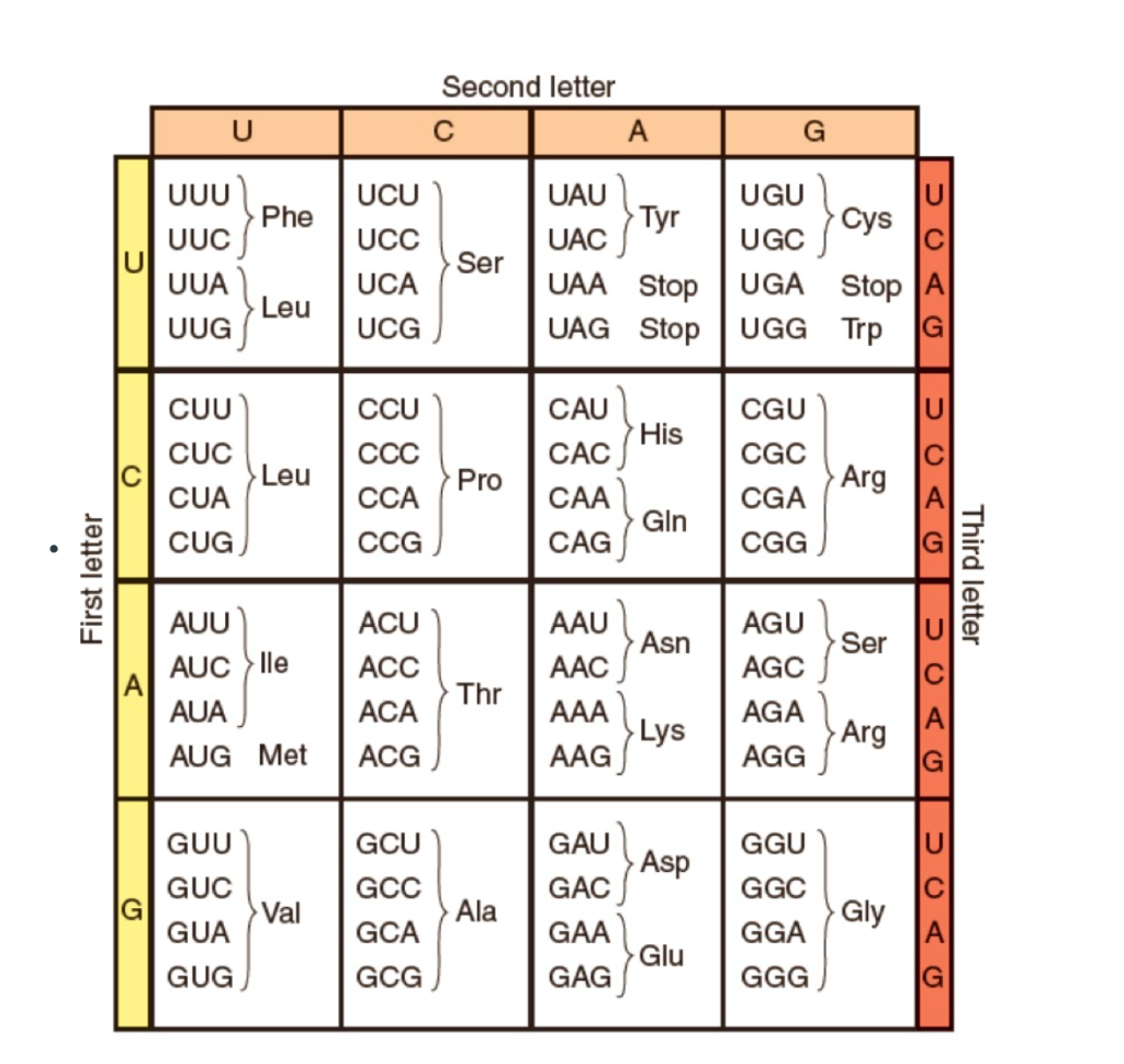 Solved How many amino acids would be included in the | Chegg.com