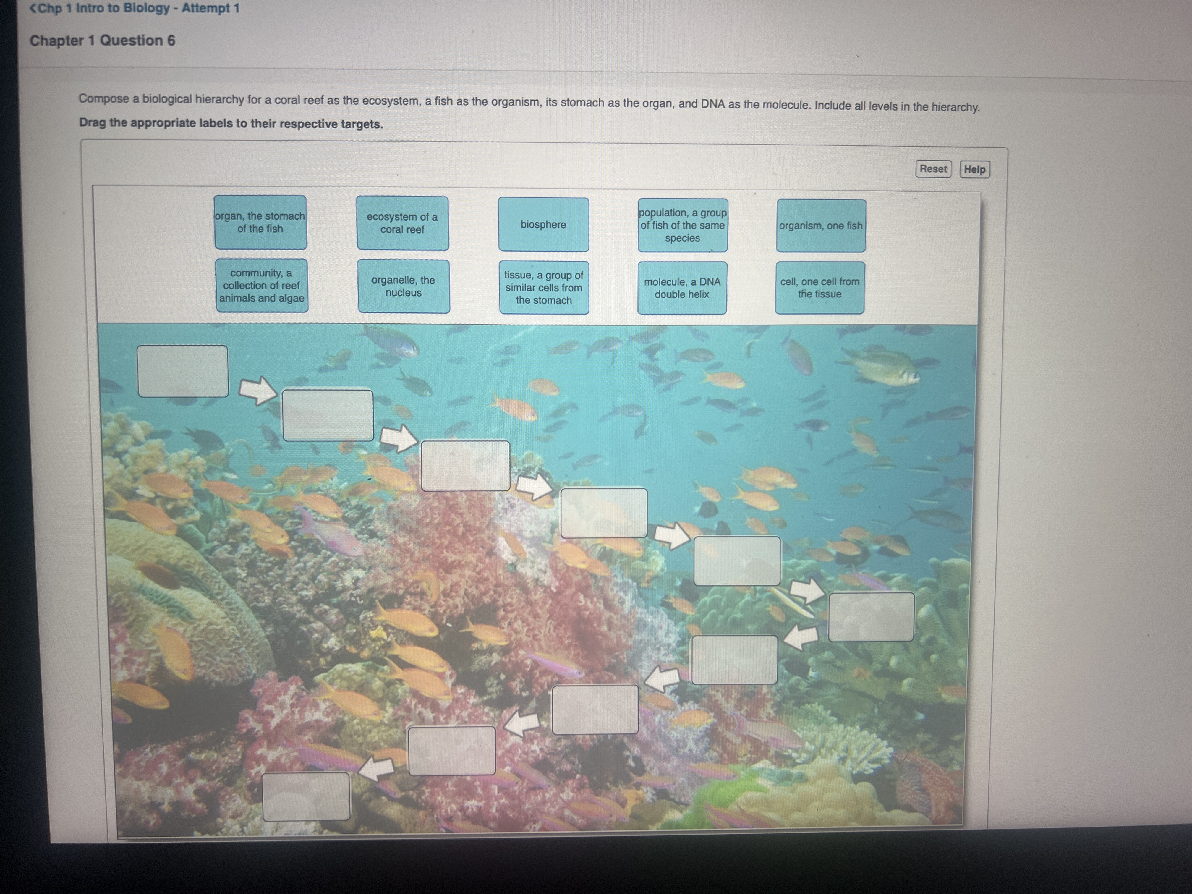 Solved Chapter 1 ﻿Question 6Compose a biological hierarchy | Chegg.com