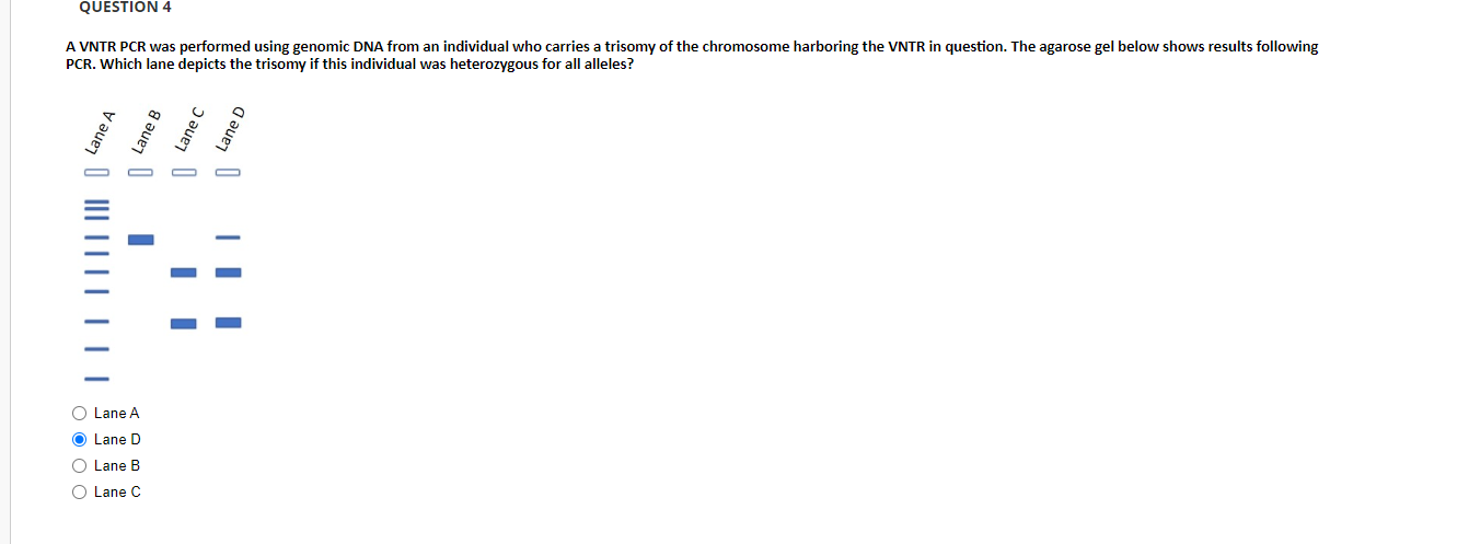 Solved A VNTR PCR was performed using genomic DNA from an | Chegg.com
