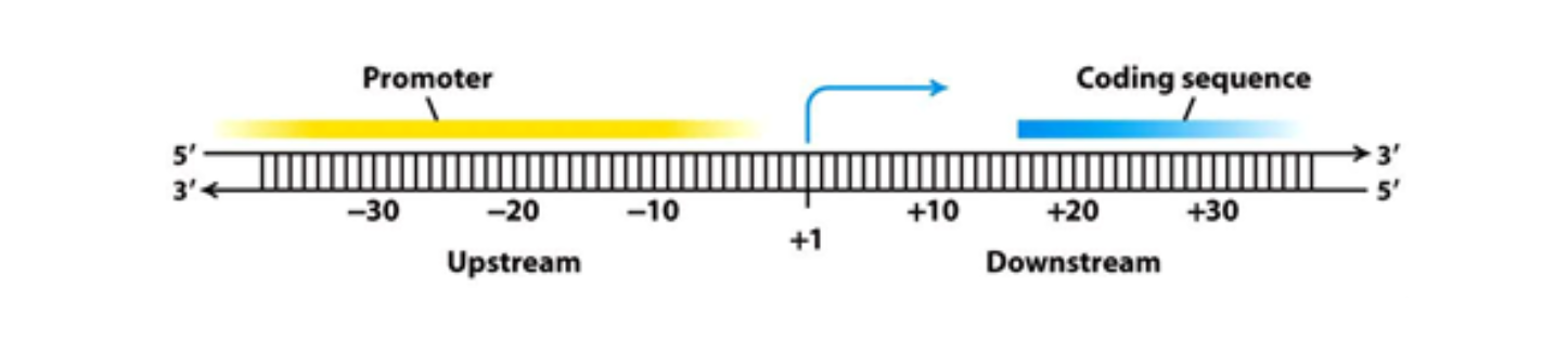 Solved Promoter Coding sequence 5' 3' -30 -20 -10 +10 +20 | Chegg.com