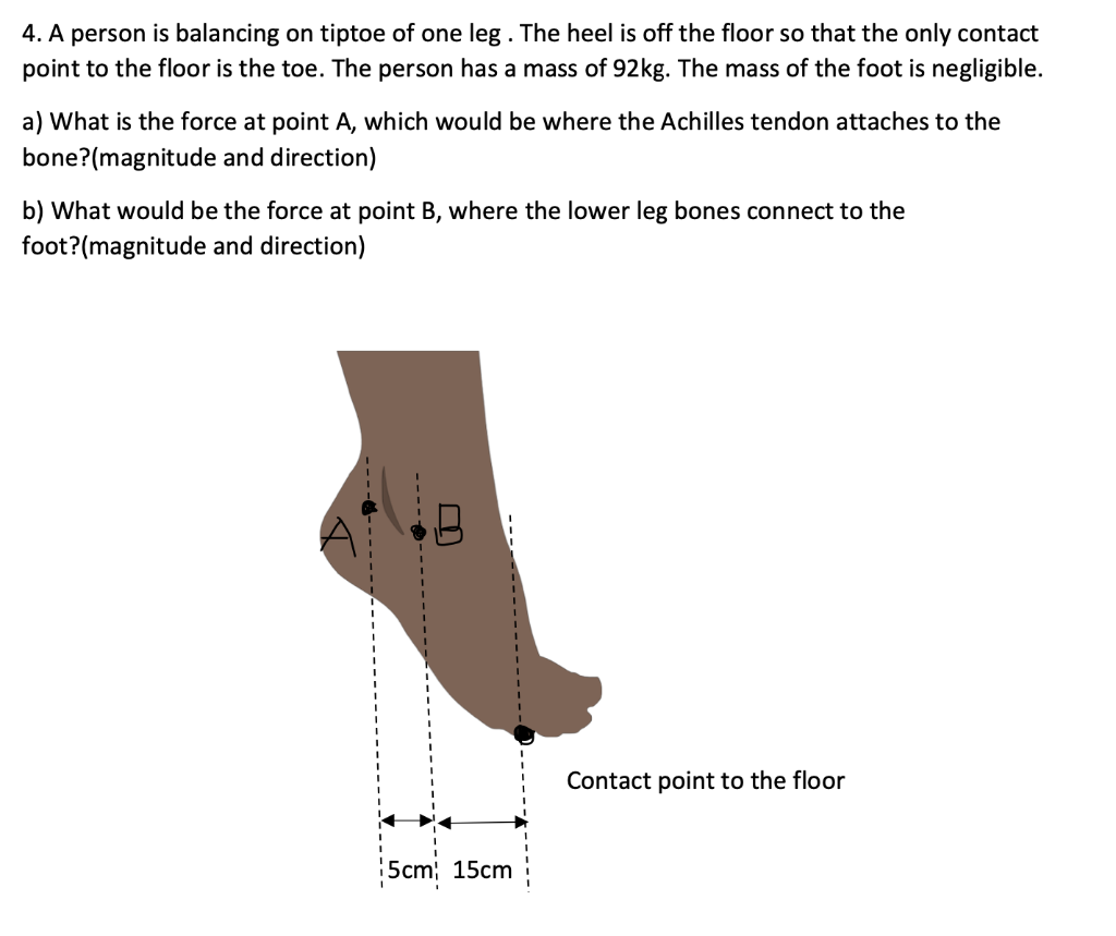 Solved 4. A person is balancing on tiptoe of one leg . The | Chegg.com