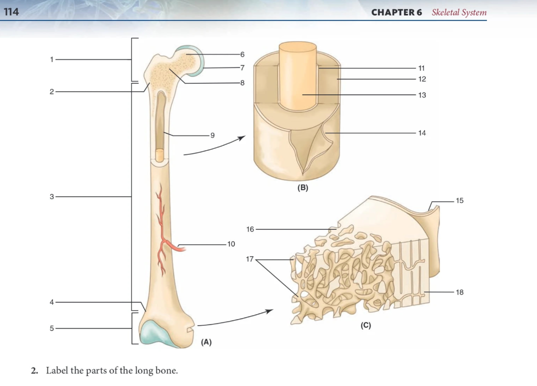 CHAPTER 6 Skeletal System 2. Label the parts of the | Chegg.com