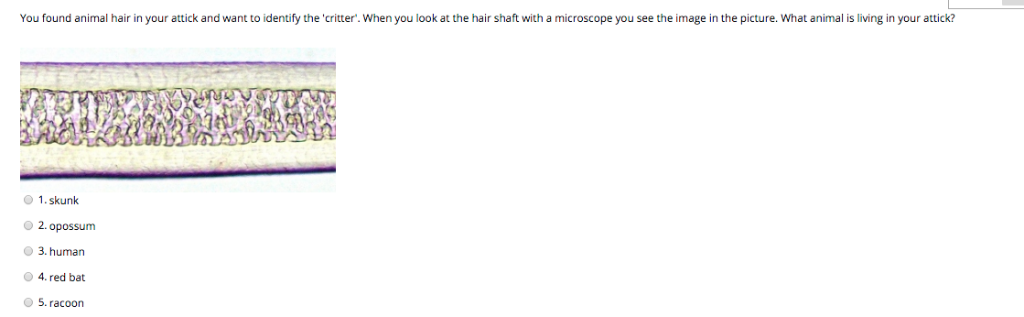 Bat Hair Microscope