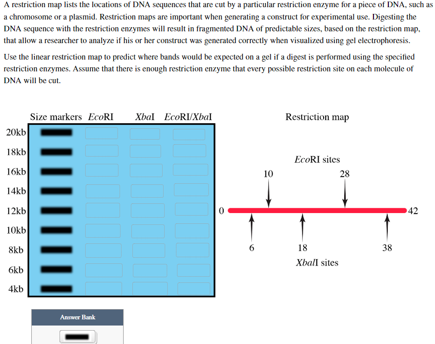 Solved A restriction map lists the locations of DNA | Chegg.com