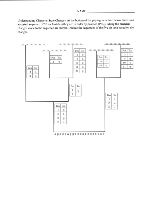 Solved NAME Understanding Character State Change - At the | Chegg.com