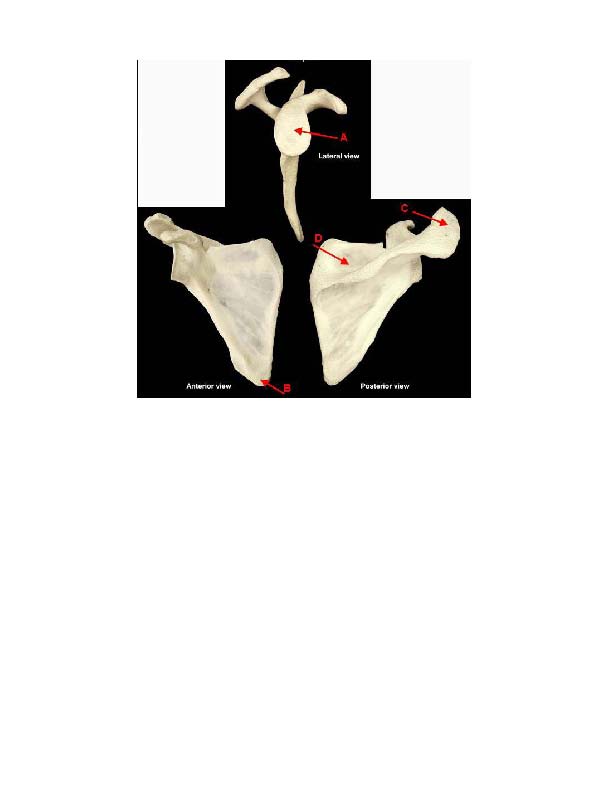 Solved a. Identify the part of the bone indicated as A on | Chegg.com