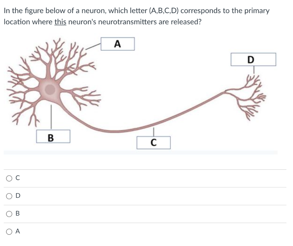 Solved In the figure below of a neuron, which letter | Chegg.com