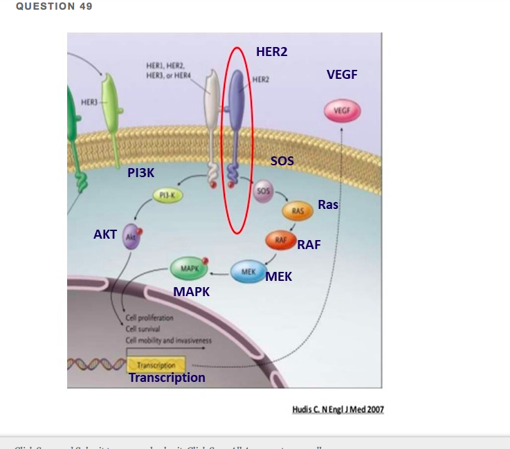 Solved QUESTION 49 HER2 HERI, HER2 HER), or HER VEGF HER2 | Chegg.com