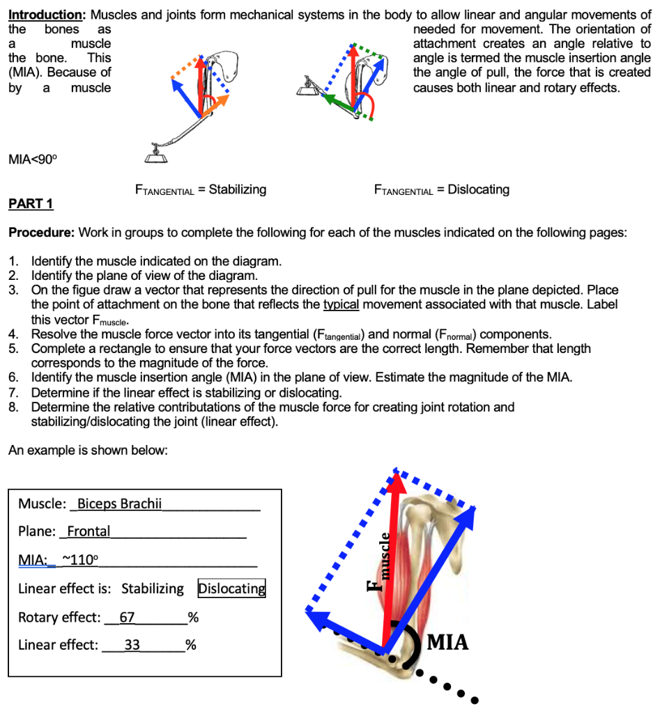 Solved Introduction: Muscles and joints form mechanical | Chegg.com