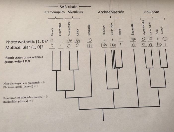 Solved Based on this phylogenetic tree pictured below what’s | Chegg.com