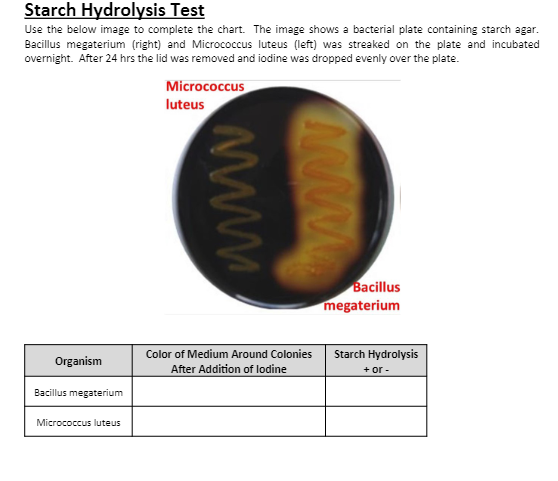 Solved Starch Hydrolysis Test Use the below image to | Chegg.com