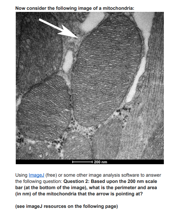 Solved Now consider the following image of a mitochondria: | Chegg.com