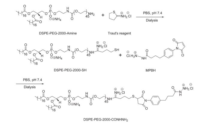See Bioconjugate Chem. 2011, 22, 2005-2013 and | Chegg.com