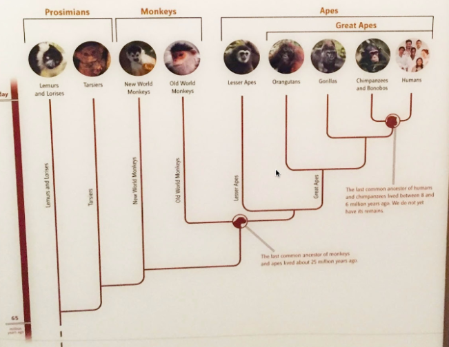 Solved 1- What is the evolutionary relationship between | Chegg.com