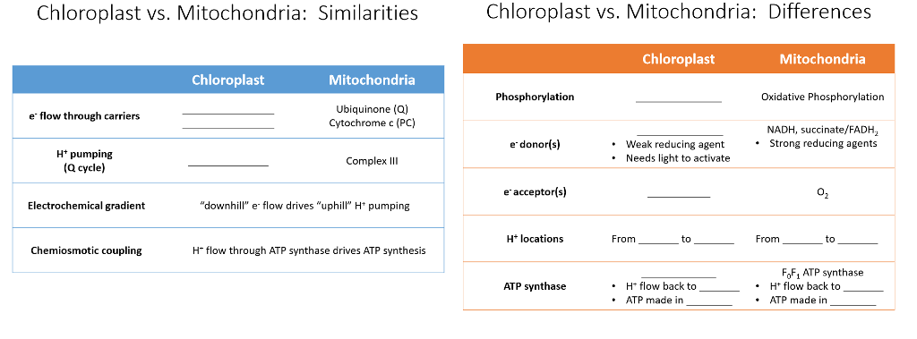 Solved Chloroplast vs. Mitochondria: Similarities | Chegg.com Solved Chloroplast vs. Mitochondria: Similarities | Chegg.com