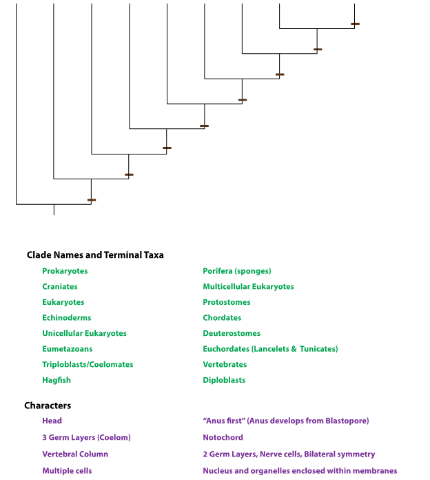 Solved Clade Names and Terminal Taxa Prokaryotes Craniates | Chegg.com
