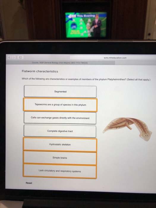 Solved Flatworm characteristics Which of the following are | Chegg.com