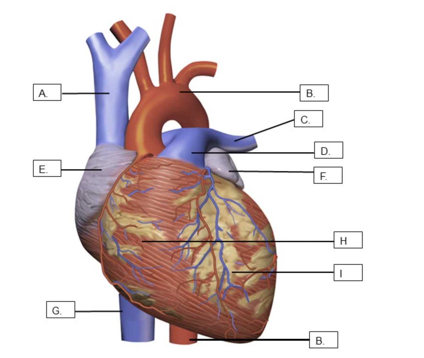 Name vessel B Name vessel D heart chamber Name heart | Chegg.com