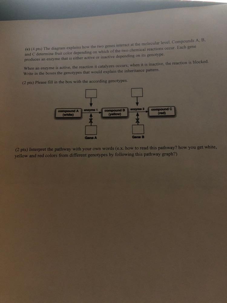 Solved (e) (4 pts) The diagram explains how the two genes | Chegg.com