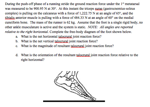 Solved During the push-off phase of a running stride the | Chegg.com