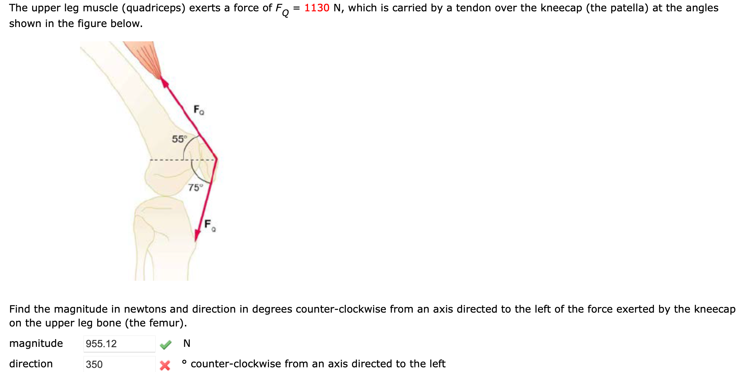 Solved The upper leg muscle (quadriceps) exerts a force of | Chegg.com