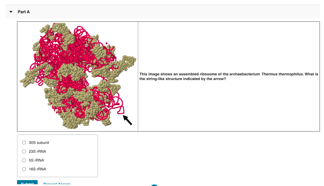 Solved Part A This image shows an assembled ribosome of the | Chegg.com
