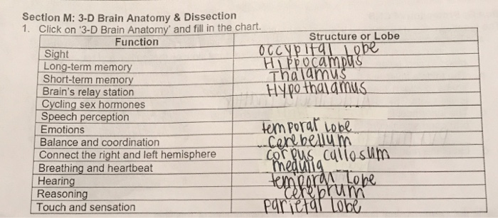 Solved Section M: 3-D Brain Anatomy & Dissection 1. Click on | Chegg.com