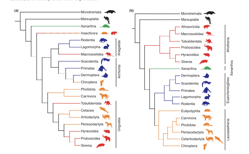 Solved Monotremata Marsupialia Afrosoricida - Macroscelidea | Chegg.com