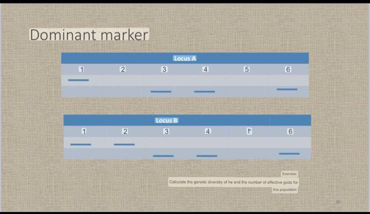 Dominant marker Locus A 2 3 4 5 6 6 Locus B 3 2 6 | Chegg.com