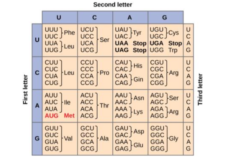 Solved 4. From the below DNA template, make a complementary | Chegg.com