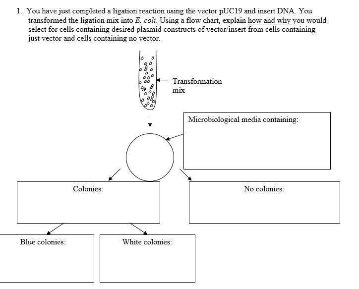Solved 1. You have just completed a ligation reaction using | Chegg.com