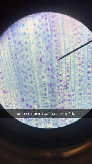 Label root hairs, cotyledons, seed coats | Chegg.com