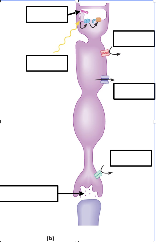 Solved Label each box in the figure and describe each step | Chegg.com