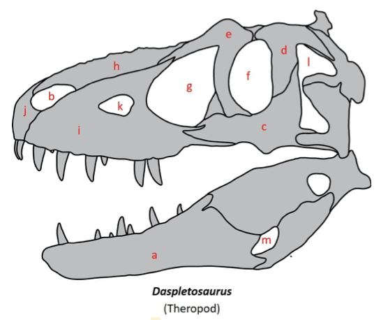 Try to identify all external bones or features in the | Chegg.com