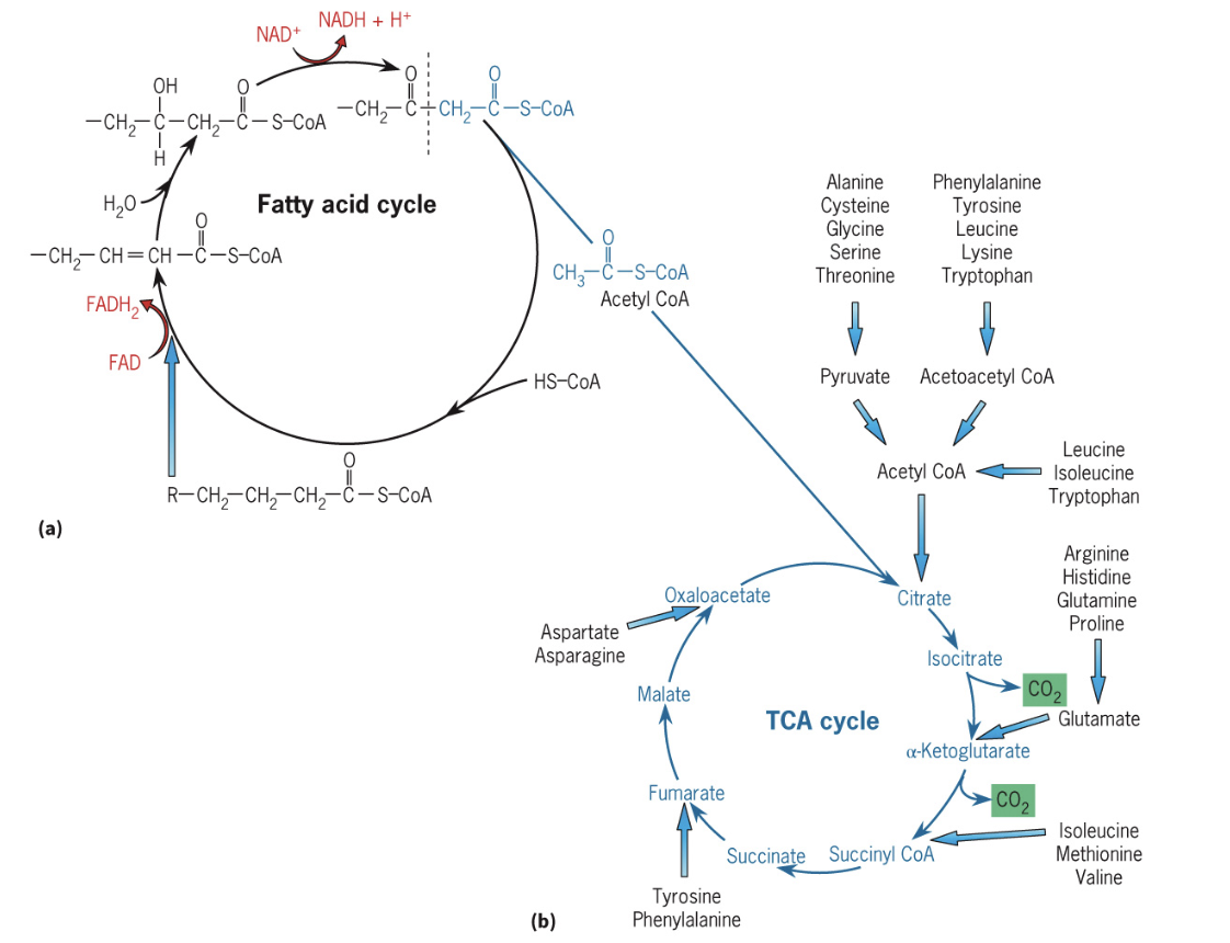 Solved 1)You are studying the enzyme kinetics of enzymes in | Chegg.com