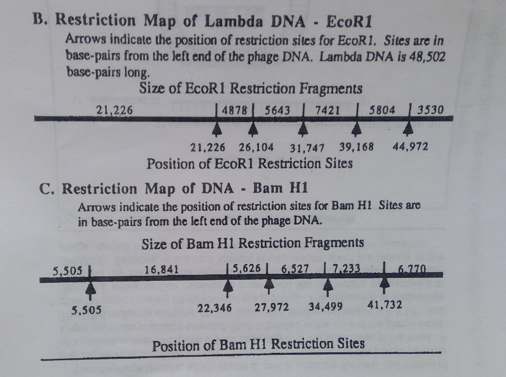 Solved Hello, I need to make a new map of DNA cut with both | Chegg.com