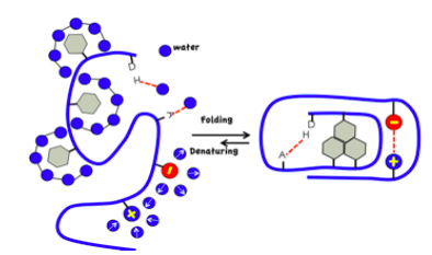 Solved find and label the non-covalent interactions that | Chegg.com