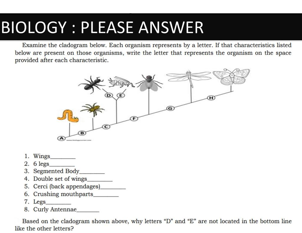 Solved BIOLOGY : PLEASE ANSWER Examine the cladogram below. | Chegg.com