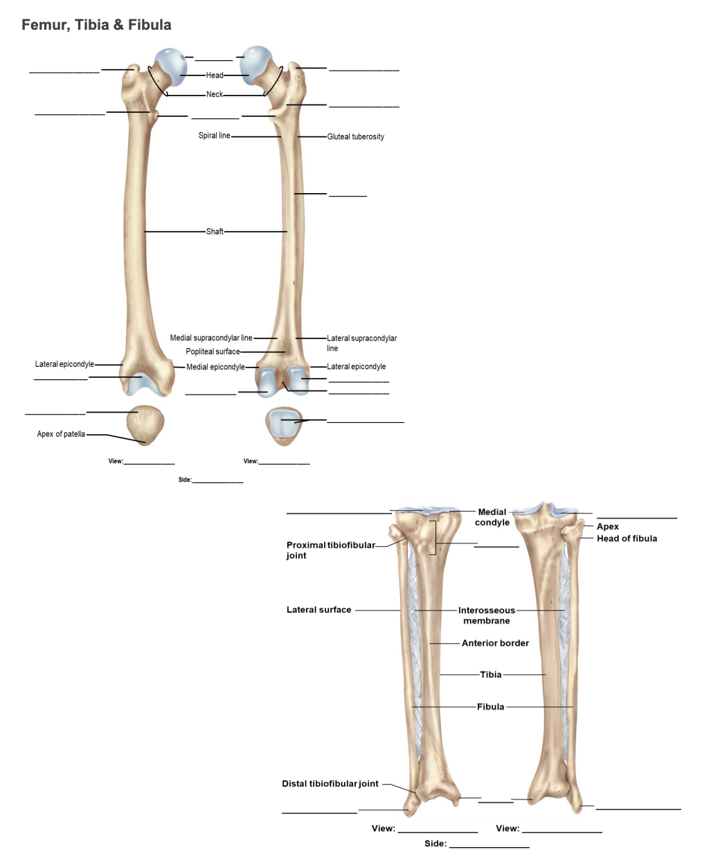 Femur And Tibia Anatomy