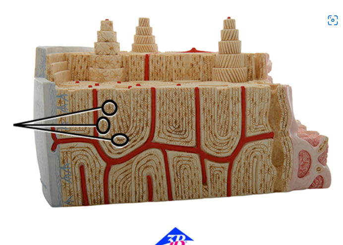 Solved 38 O Multiple Choice O O O о Canaliculi Perforating | Chegg.com