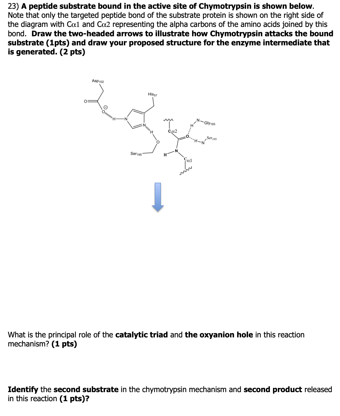 Solved 23 A Peptide Substrate Bound In The Active Site Of 