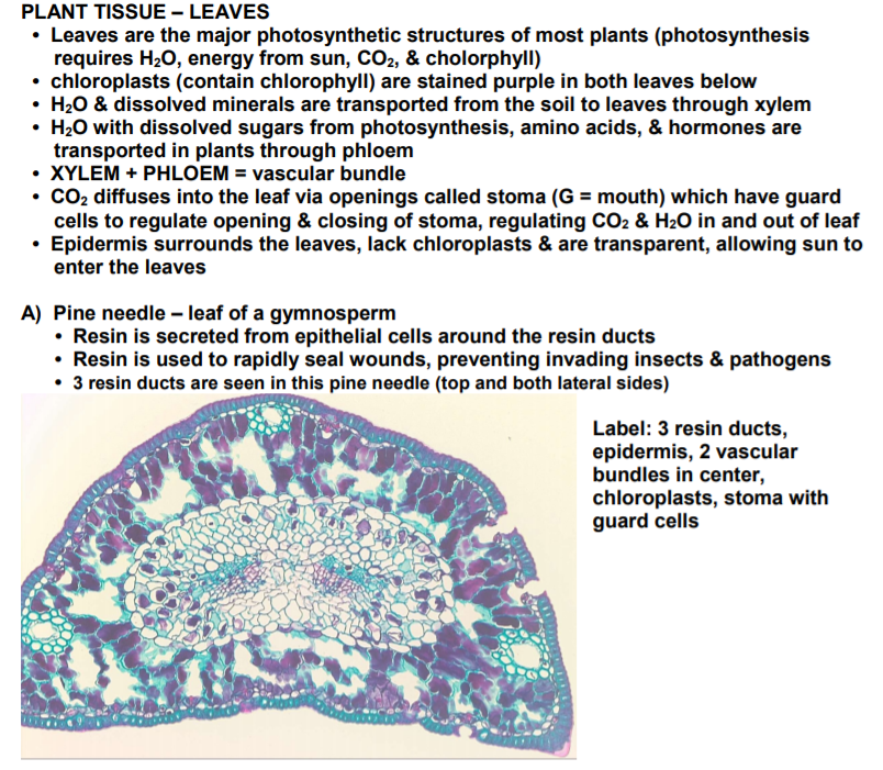 PLANT TISSUE-LEAVES Leaves are the major | Chegg.com