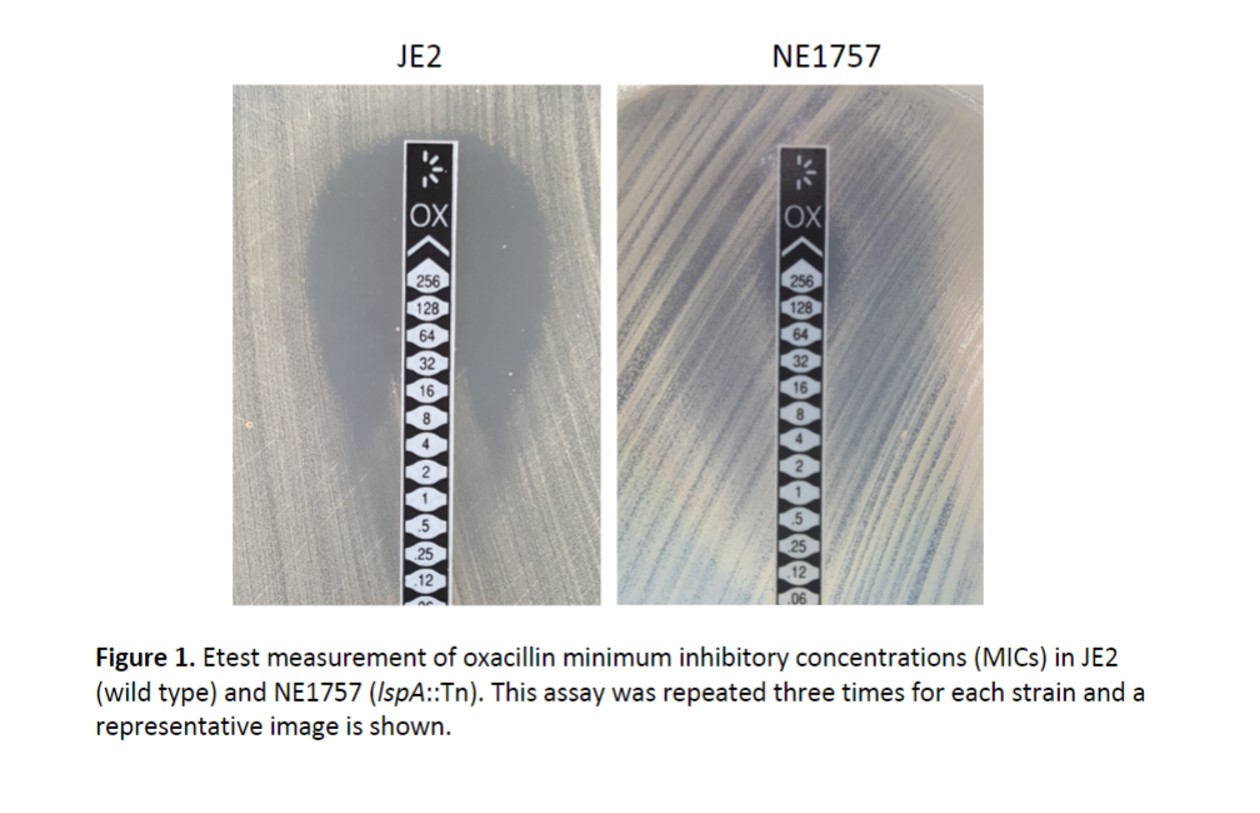 Solved Figure 1. ﻿Etest measurement of oxacillin minimum | Chegg.com